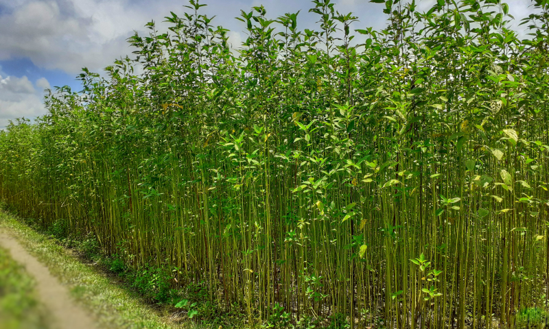 Why jute? Advantages, biological facts and environmental impact